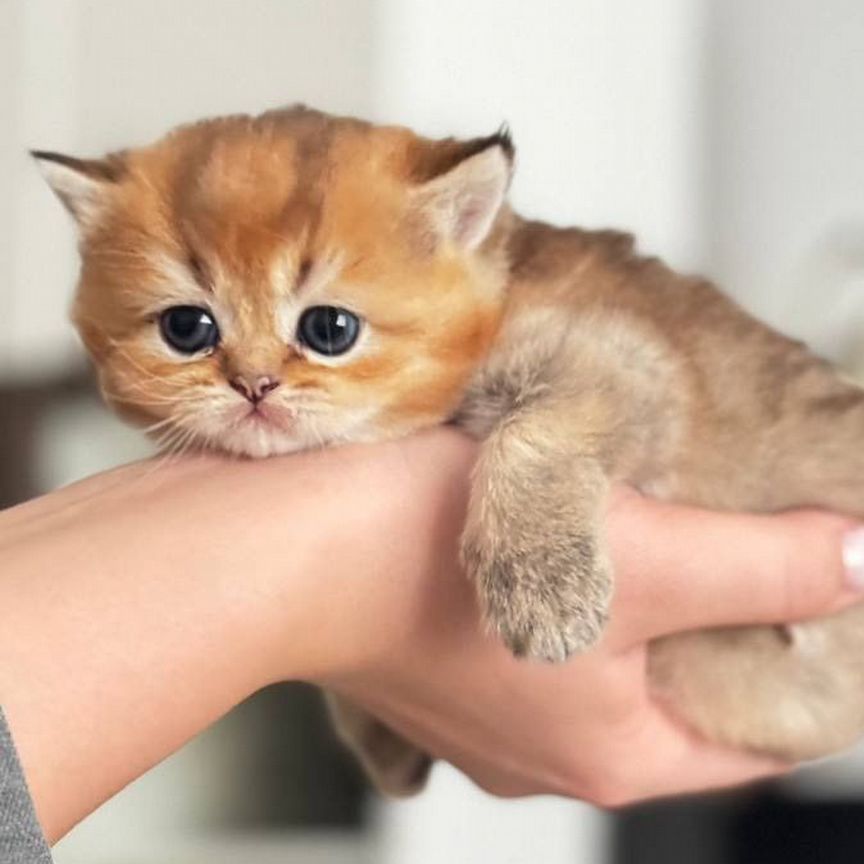 Котята золотая шиншилла
