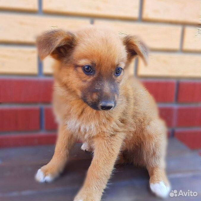 Рыжие солнышко в добрые руки