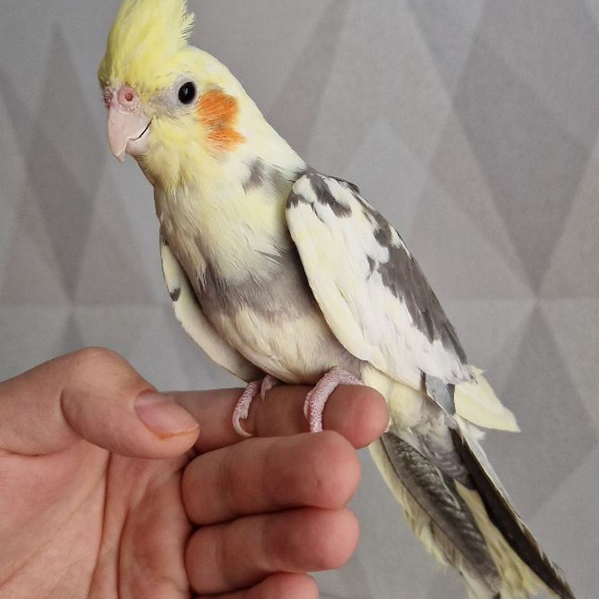 Попугаи корелла вместе с клеткой