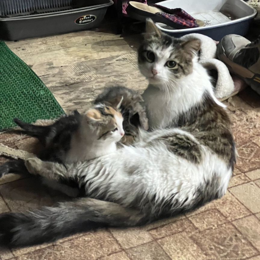 Котёнок в добрые руки