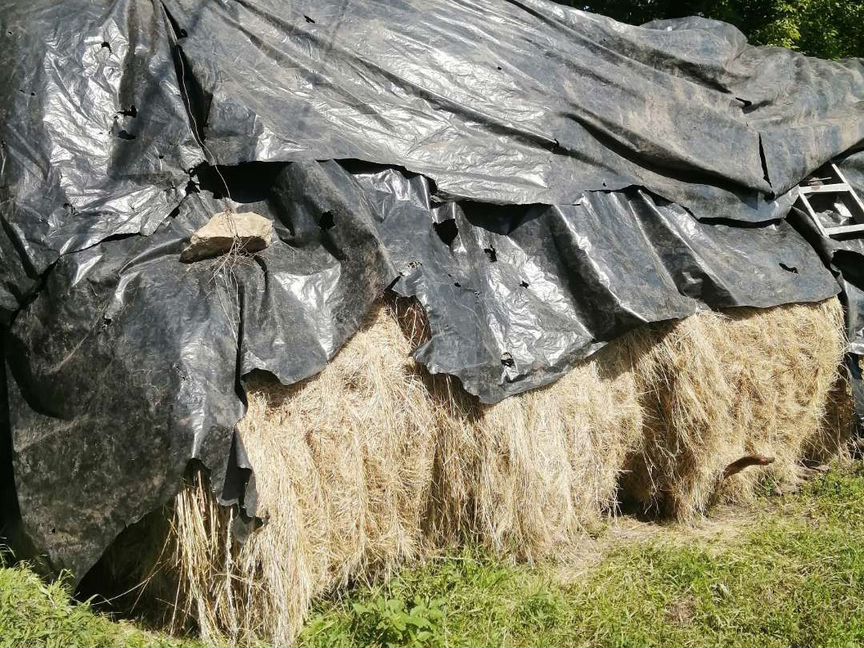 Продам сено в рулонах