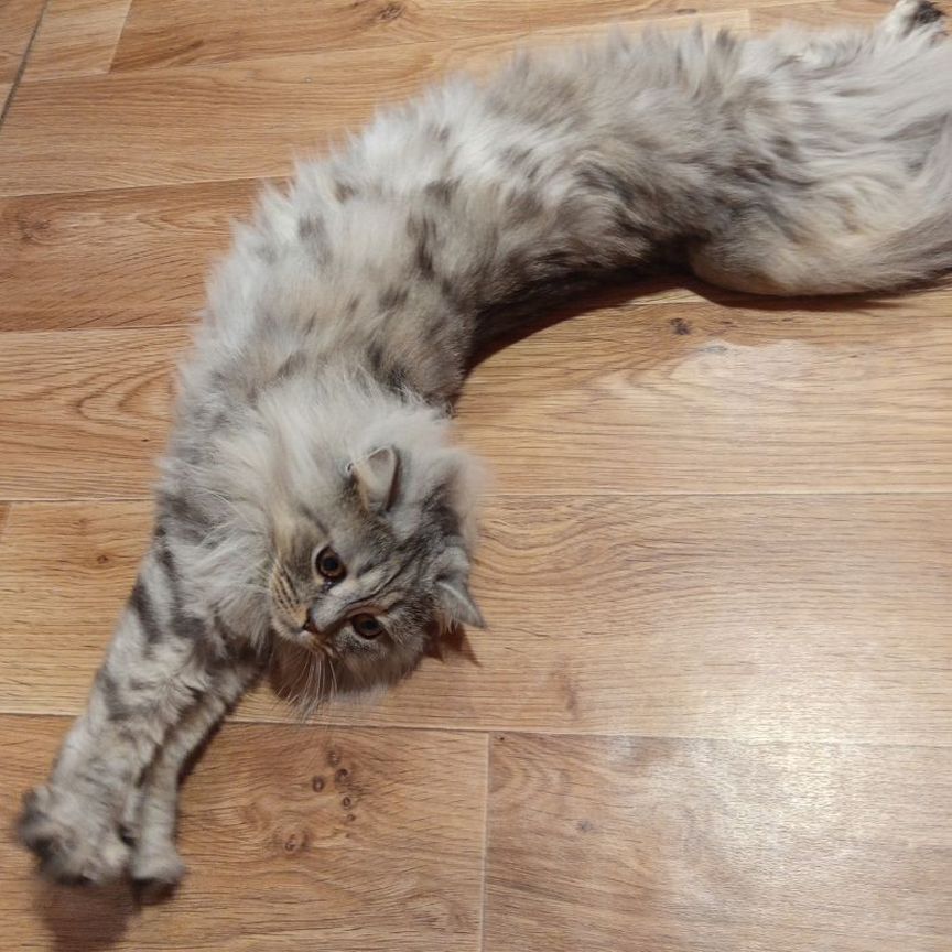 Шотландская вислоухая длинношёрстная кошка, взрослая