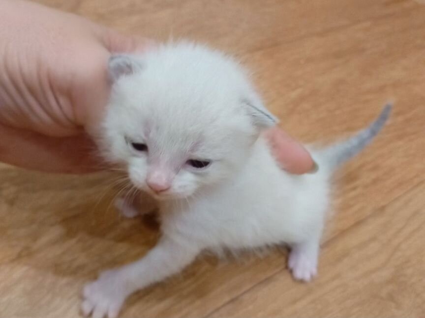 Котята в добрые руки бесплатно