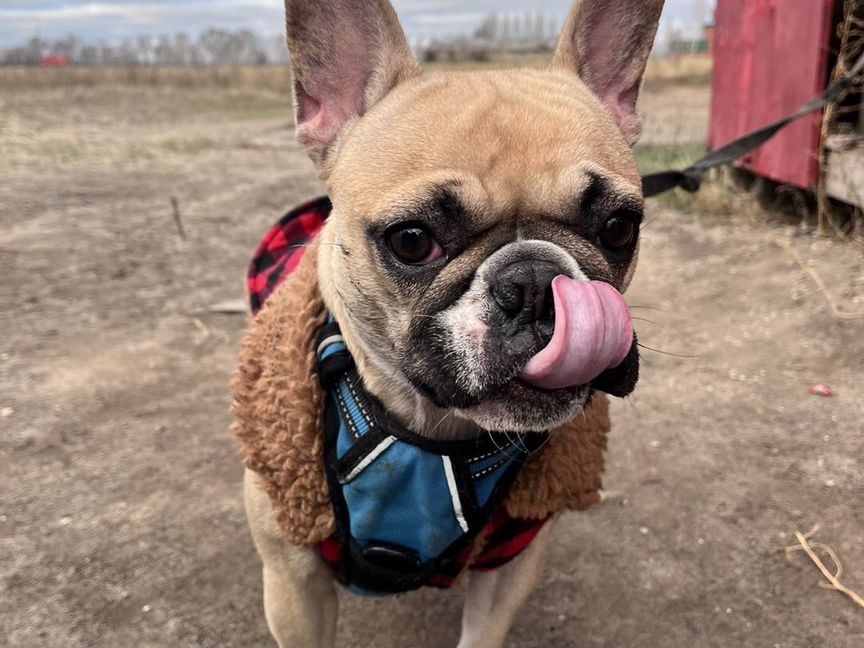 Французский бульдог