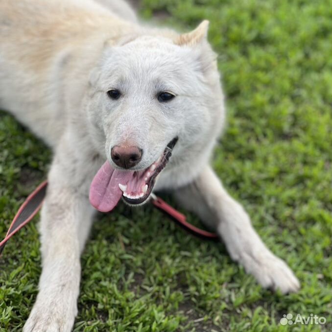 Собака-улыбака ищет дом