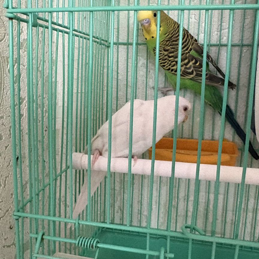 Попугай вместе с клеткой