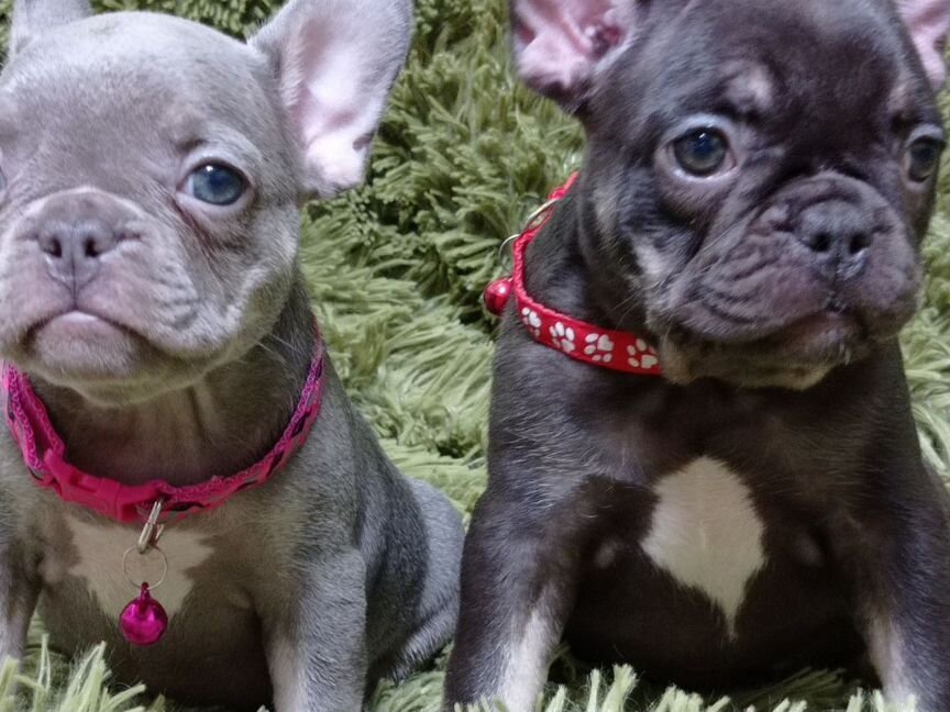 Французский бульдог