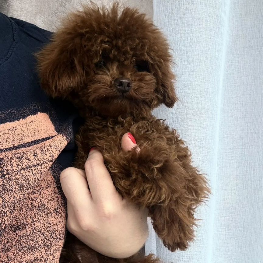 Пудель, вязка