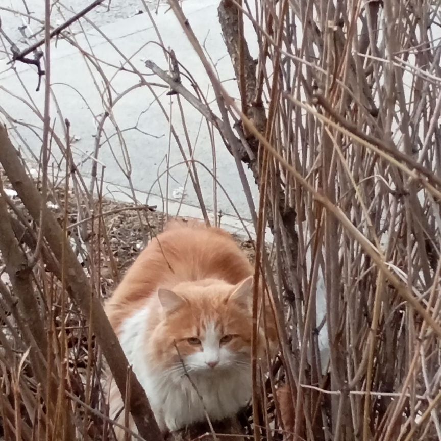 Кот в добрые руки