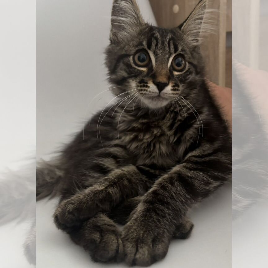Котенок бесплатно