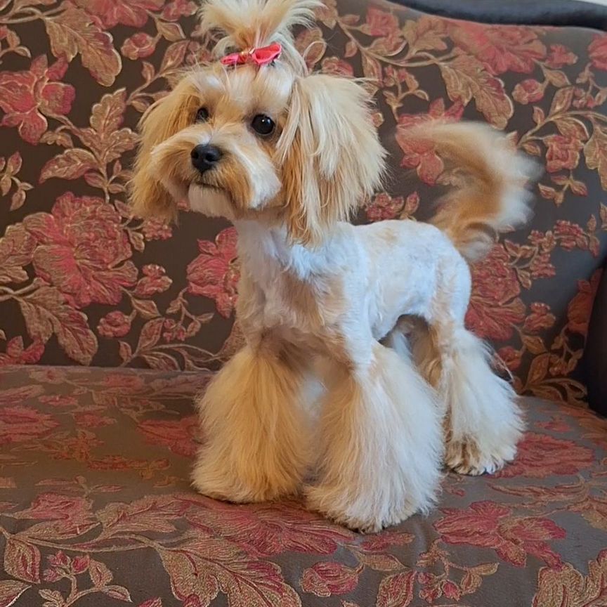 Мальтипу Ф1 мини