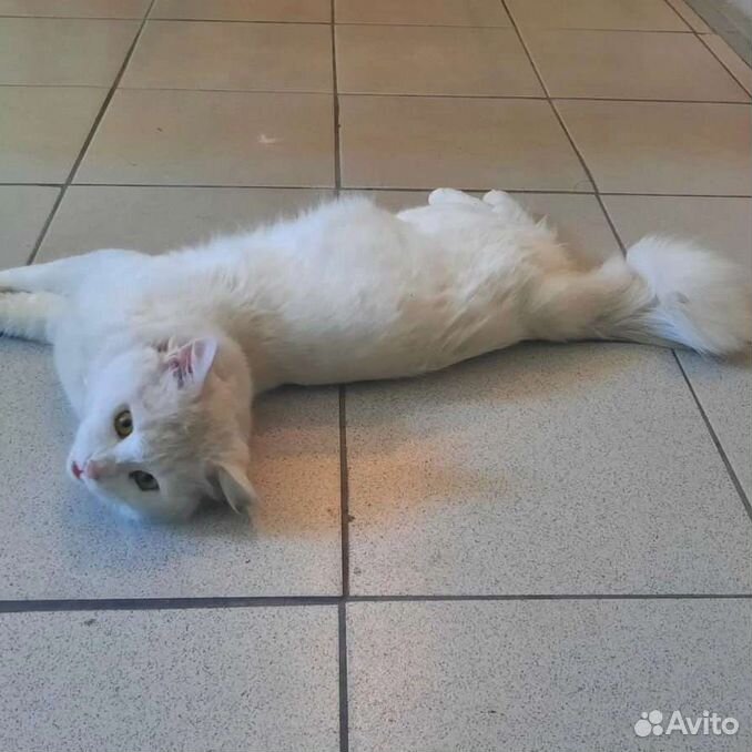 Ласковый ангора выброшен в подъезд, вызван отлов