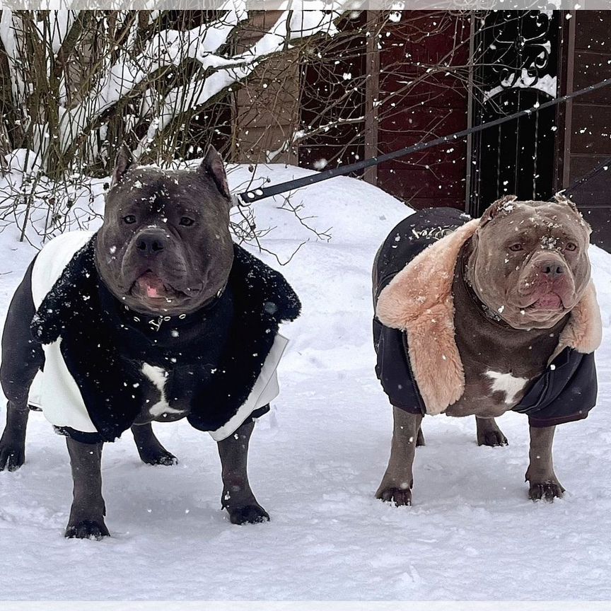 Американский булли, щенок