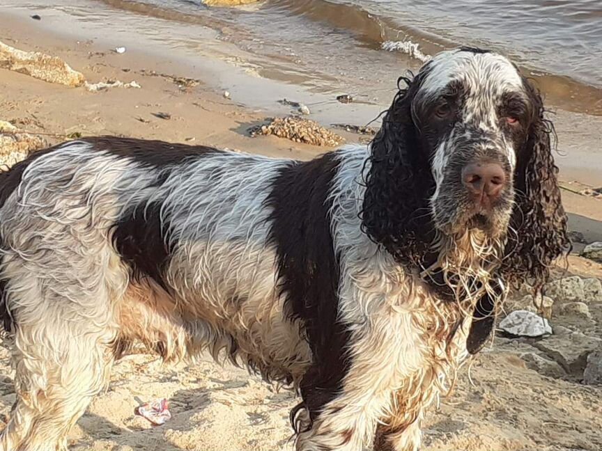 Спрингер спаниель