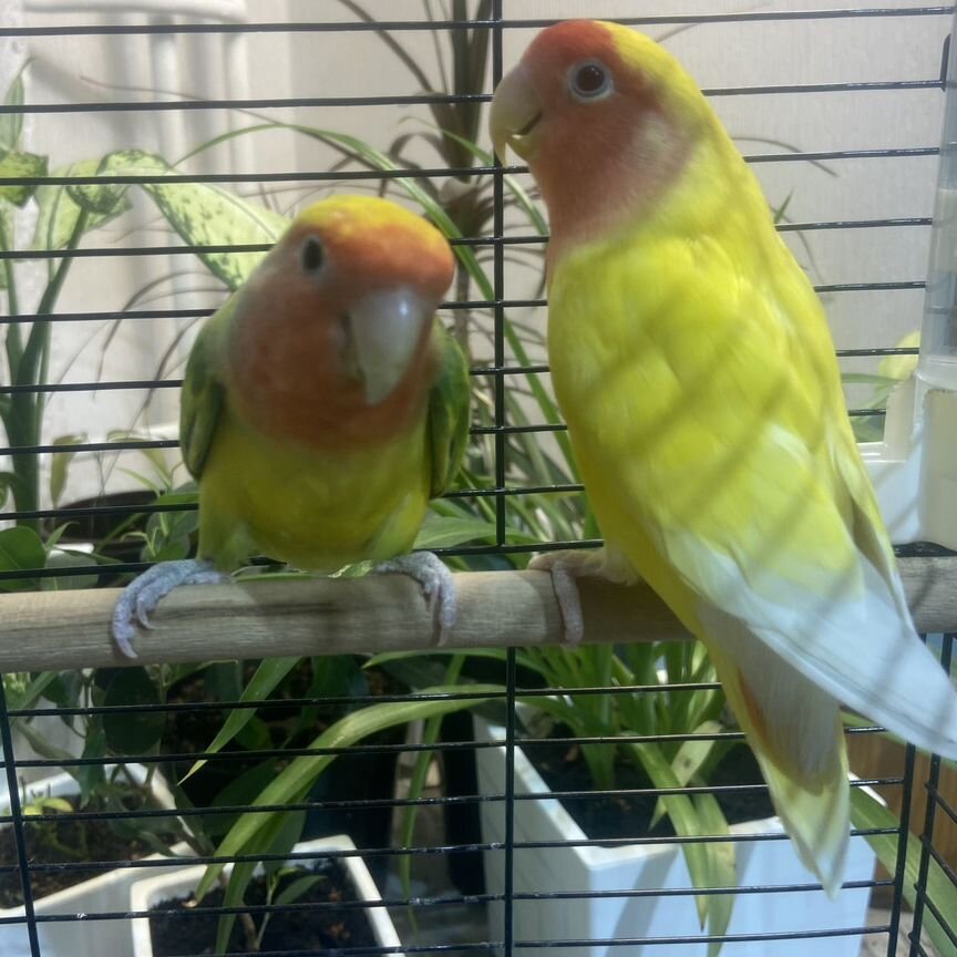Попугай неразлучники пара