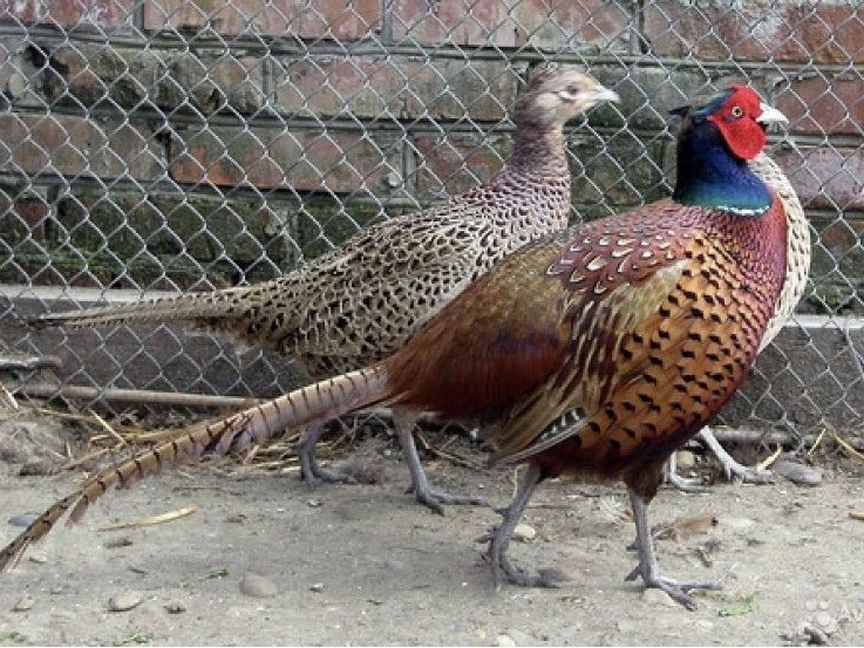 Охотничий фазан