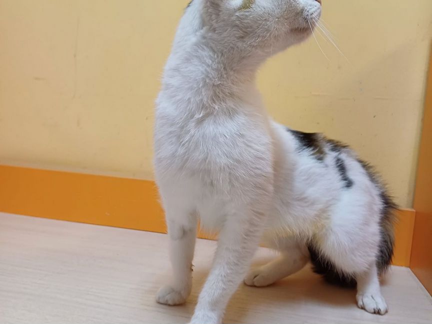 Кошка в дар бесплатно