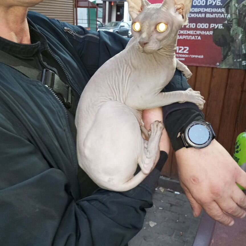 Канадский сфинкс