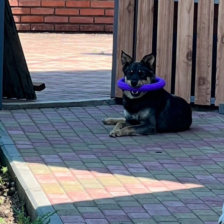 Собака в добрые руки