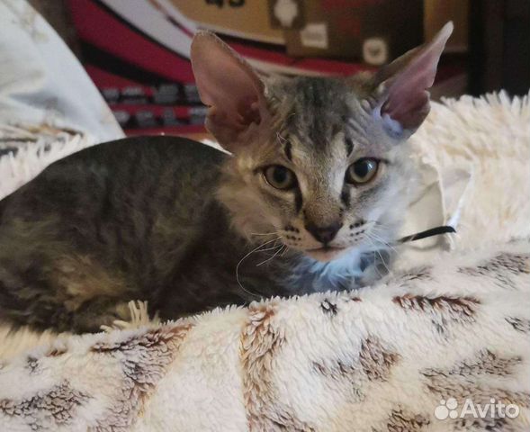 Котик