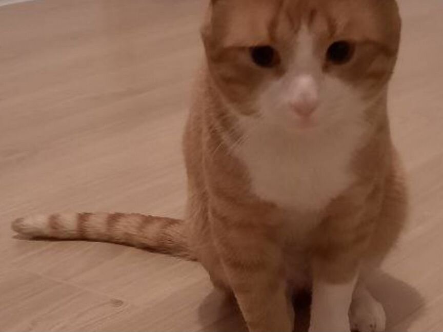 Найдена кошка