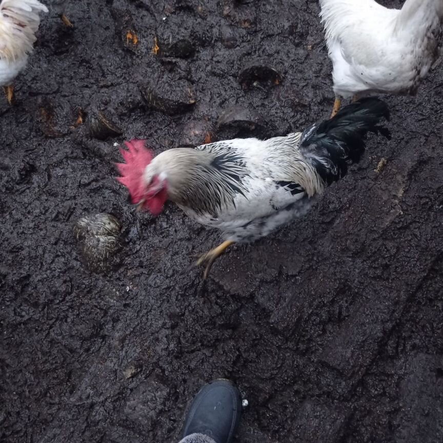 Куры петухи