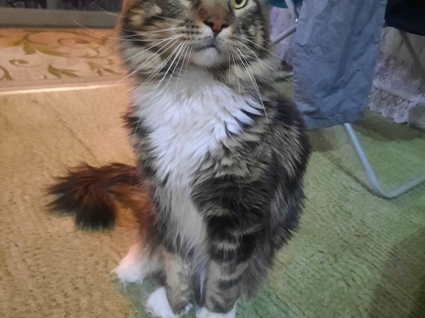 Брутальный парень Мейнкун