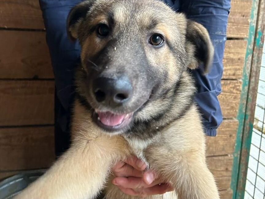 Маленький щенок из приюта