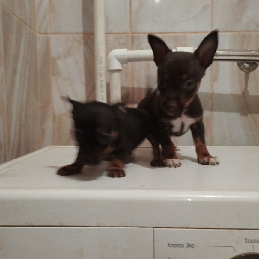 Щенки пинчера