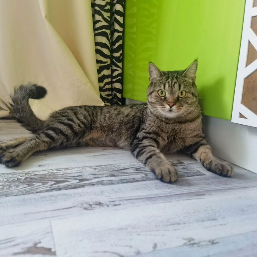 Мечтали о бомбезном хулигане