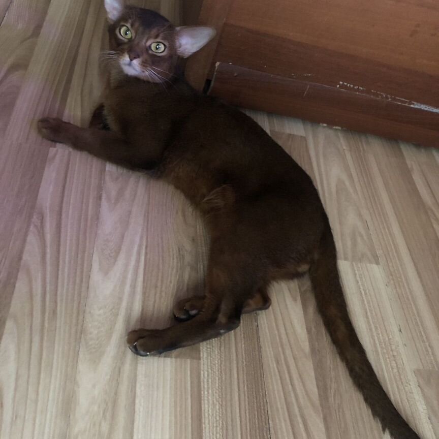 Абиссинский котик