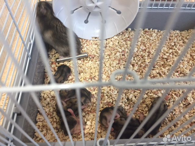 Джунгарский хомяк бесплатно