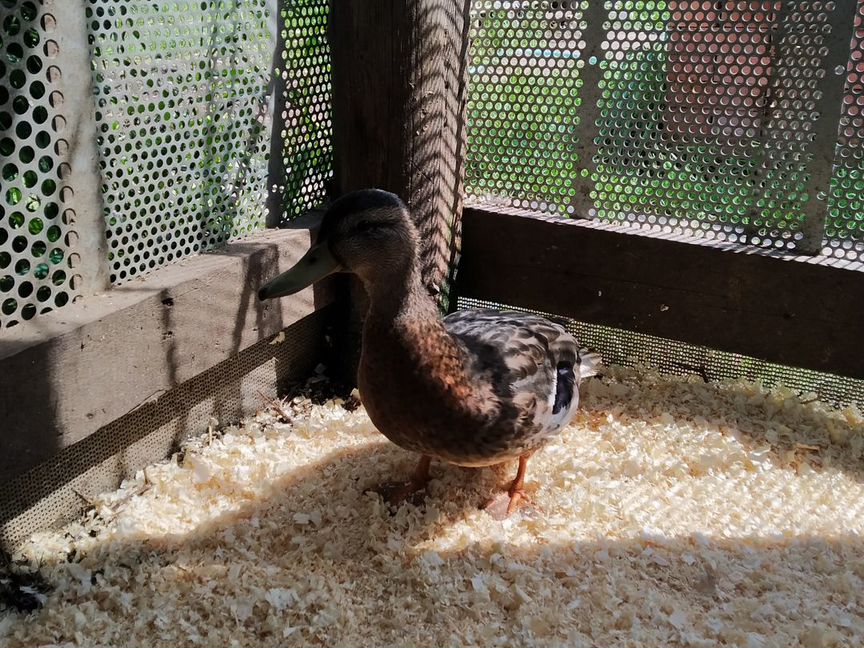 Селезень кряквы обмен