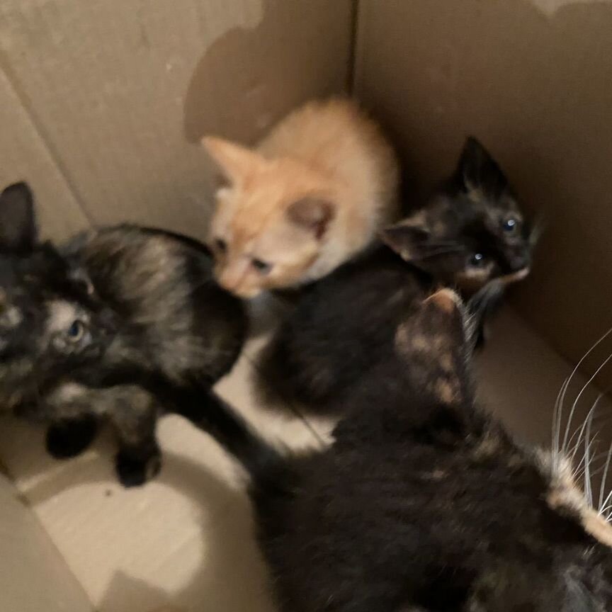 Котята в добрые руки бесплатно