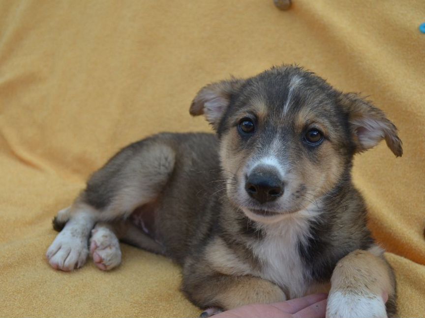 Симатяшка щенулька