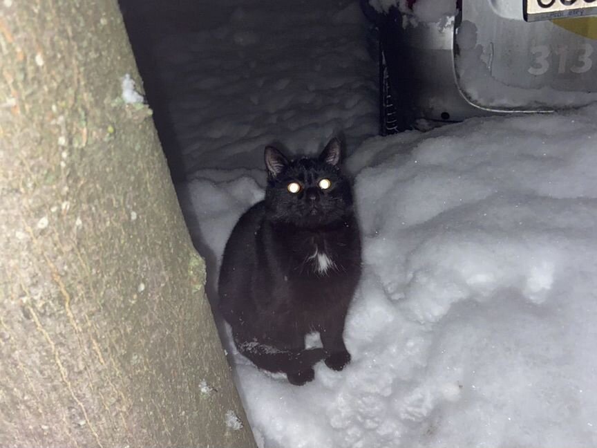 Ченые котики в добрые руки