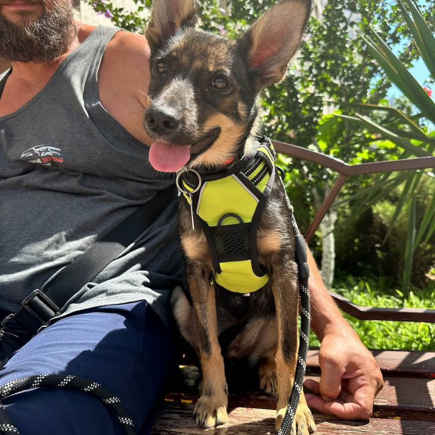 Собака девочка в добрые руки