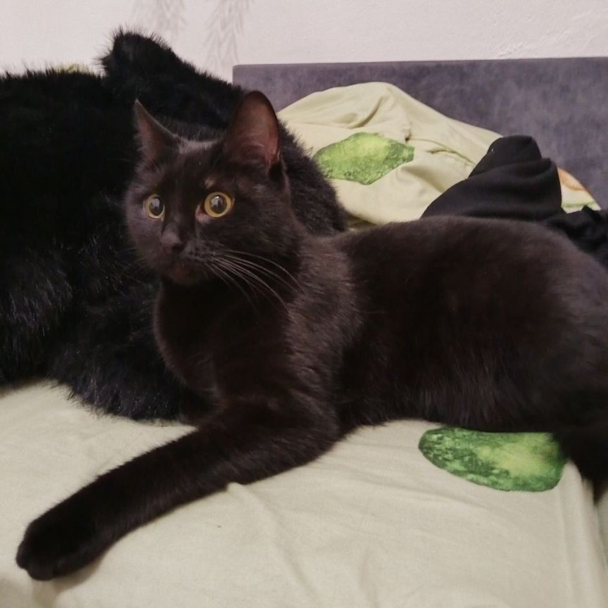 Найдена кошка