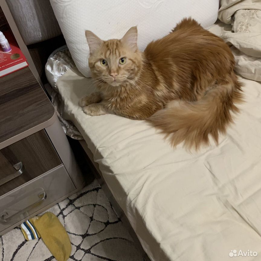 Кот мейкун