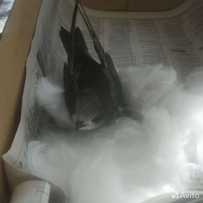 Стриж птица отдам