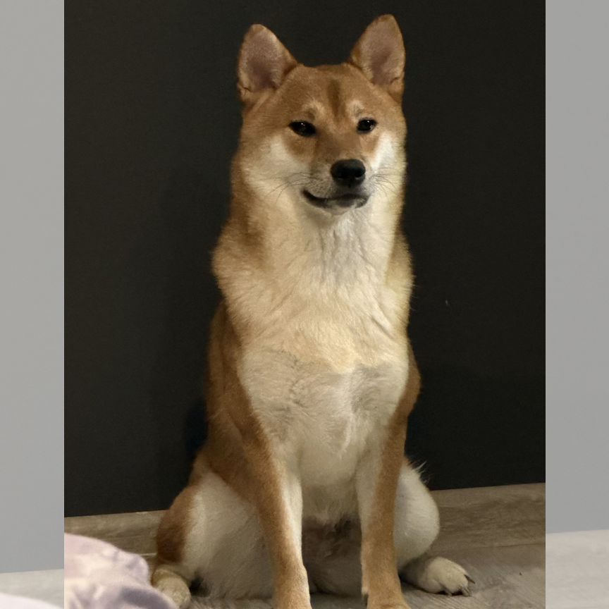 Сиба-ину, взрослая собака