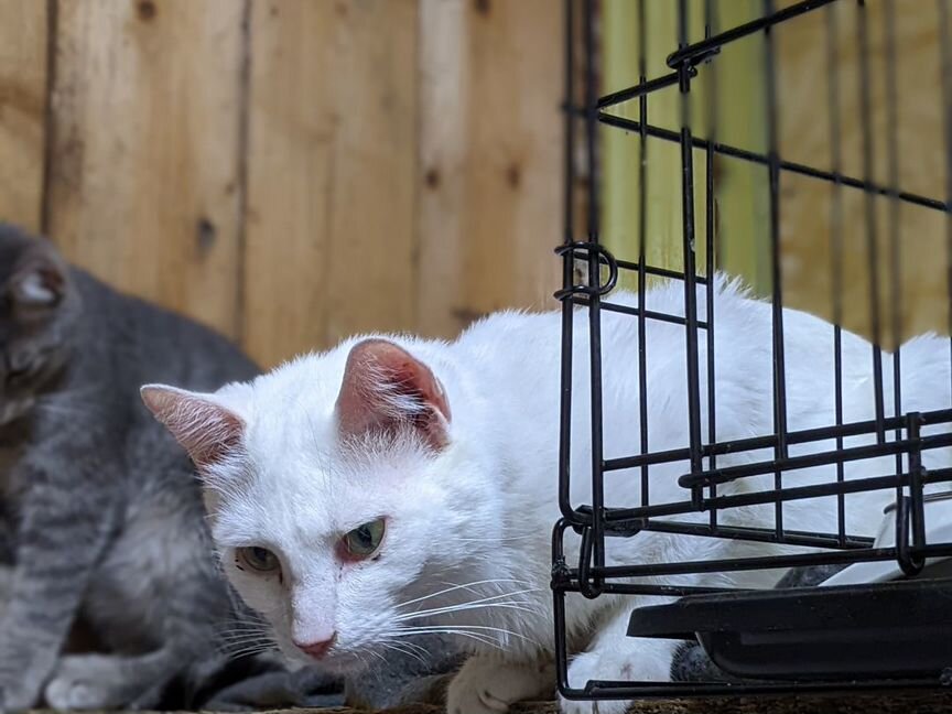 Кот ищет семью