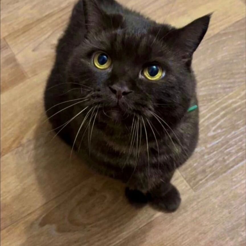 Отдам кота в добрые руки