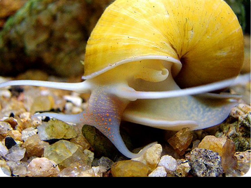 Ампулярия улитка