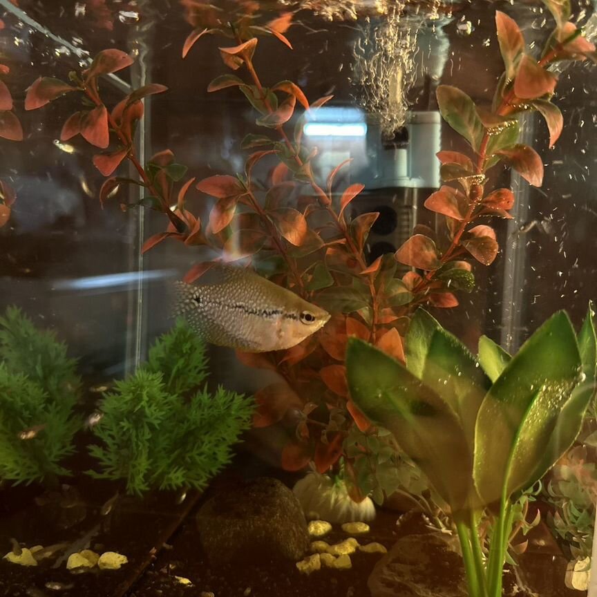 Аквариум с рыбками