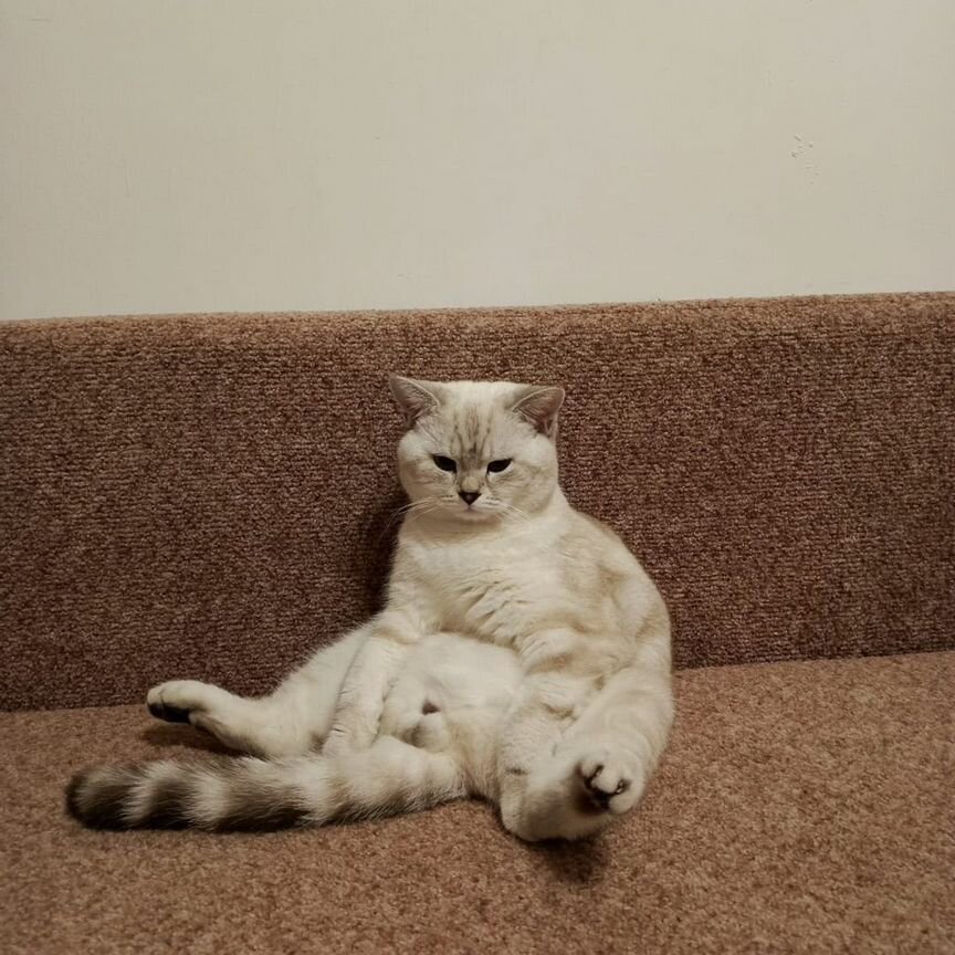 Британский котик