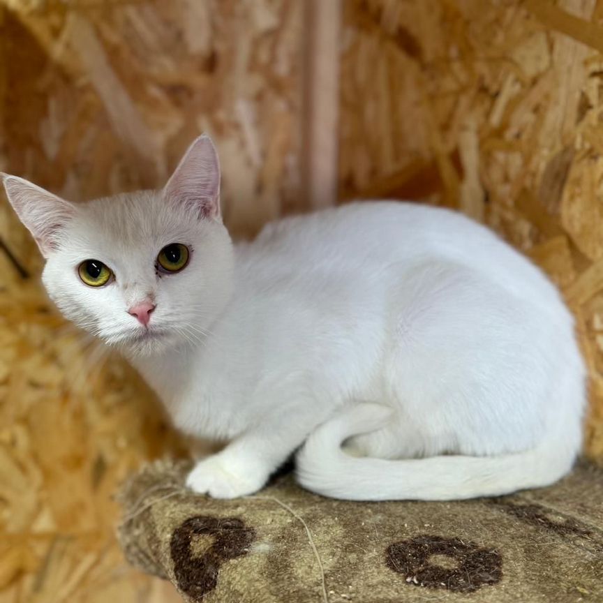 Снежинка кошка из приюта Некрасовка