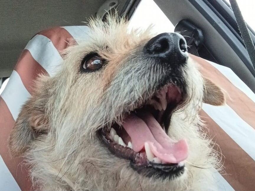 Небольшая собака, стерилизована, будет привита