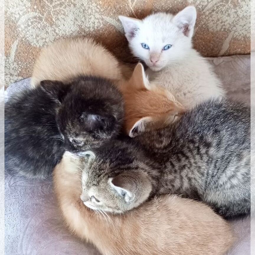 Чудесные котятки, умеют ловить мышек