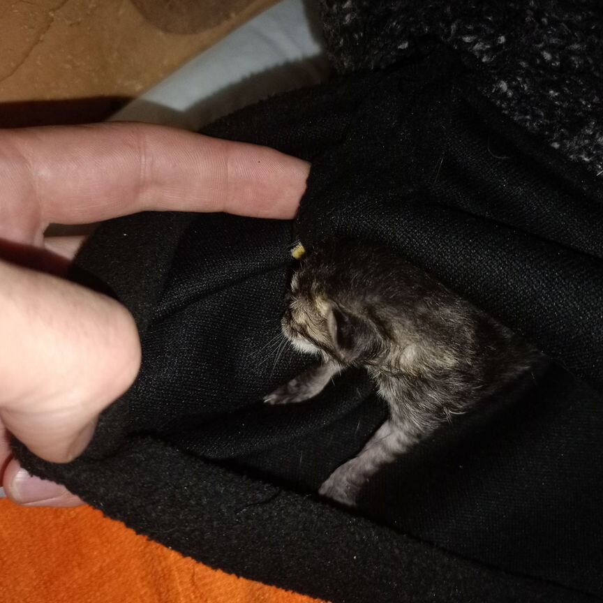 Котëнок срочно нужна кормящая кошка или волонтëр